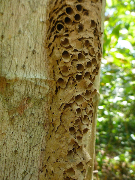 Weird Wasp Nest | Project Noah