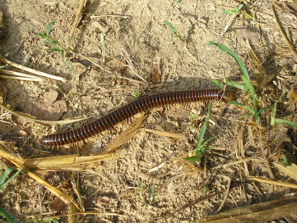 Mil pies | Project Noah