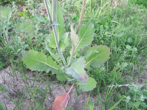 Mustard plant | Project Noah