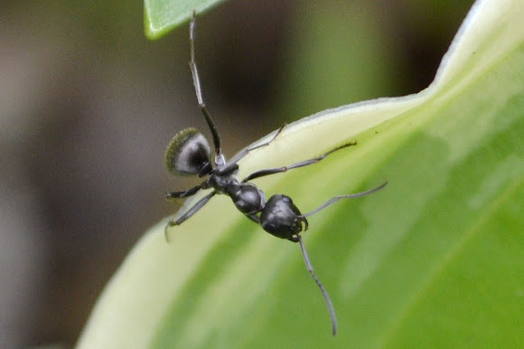 Silky Ant | Project Noah