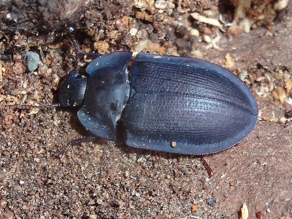 Pie-dish Beetle city | Project Noah