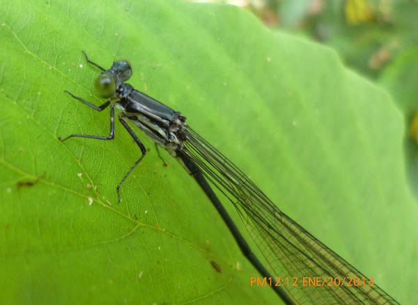Helicopter Damselfly - Libélula Helicóptero | Project Noah