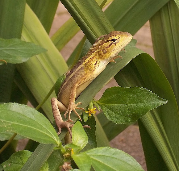 Calotes lizard | Project Noah