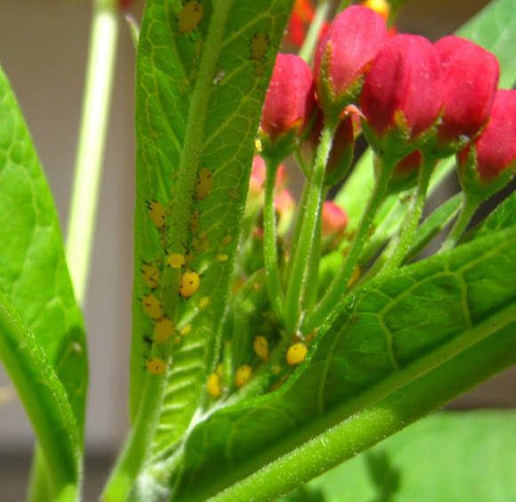 Milkweed Aphid | Project Noah