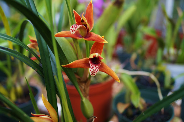 Coconut Pie Orchid | Project Noah