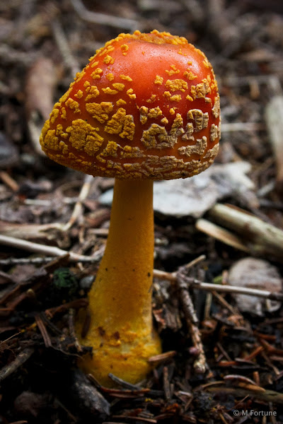 Yellow Patches | Project Noah