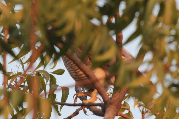 Shikra Female | Project Noah