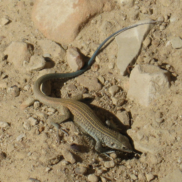 Whiptail | Project Noah