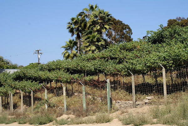 Vineyard | Project Noah
