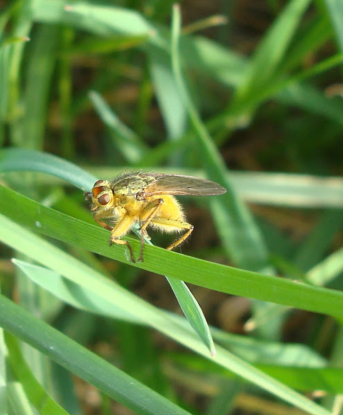 Yellow Dung Fly | Project Noah