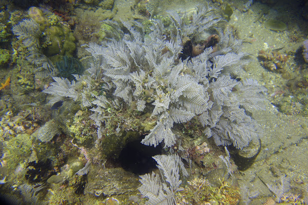 Stinging Hydroid | Project Noah