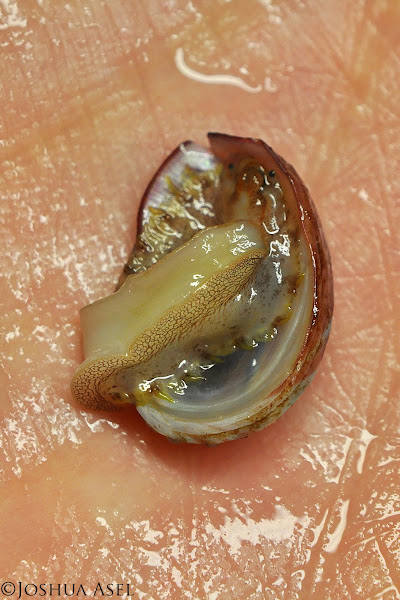 White Abalone (Endangered) | Project Noah