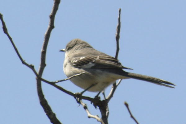 Northern Mockingbird | Project Noah