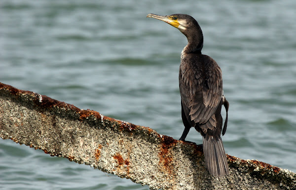Cormorant | Project Noah