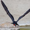 Inca Tern | Project Noah