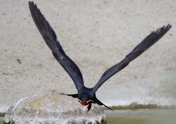 Inca Tern | Project Noah