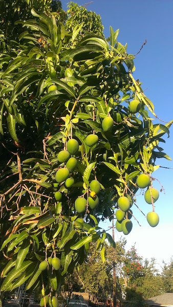 mango tree | Project Noah