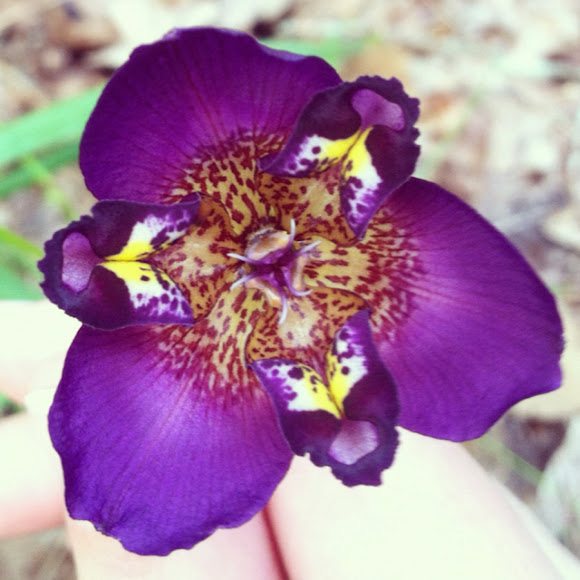 Propeller flower | Project Noah