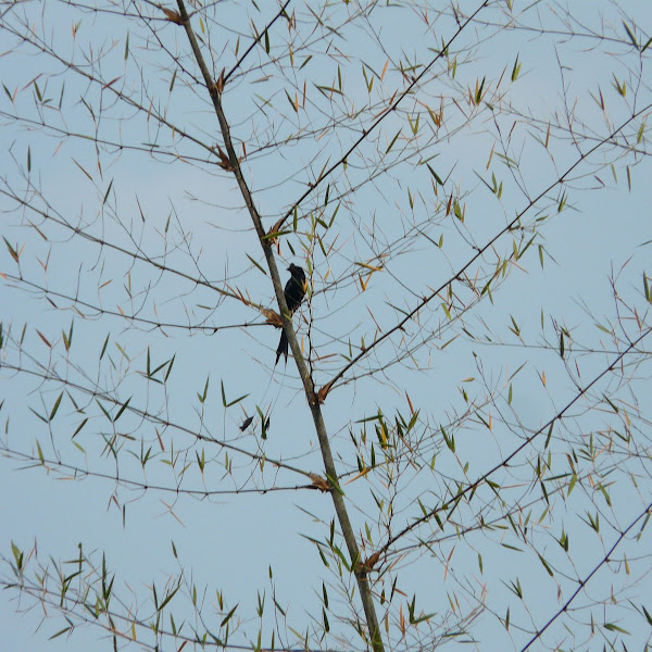 Kaiga wildlife | Project Noah