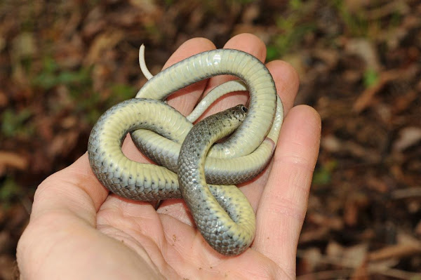 Southern black racer (juvenile) | Project Noah