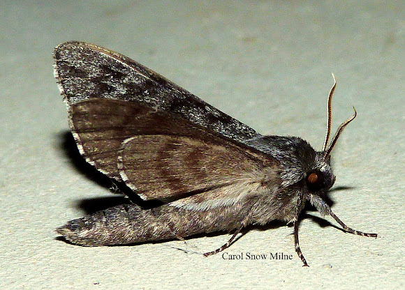 Northern Pine Sphinx Moth | Project Noah