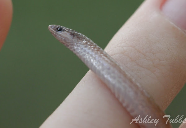 Flathead Snake | Project Noah