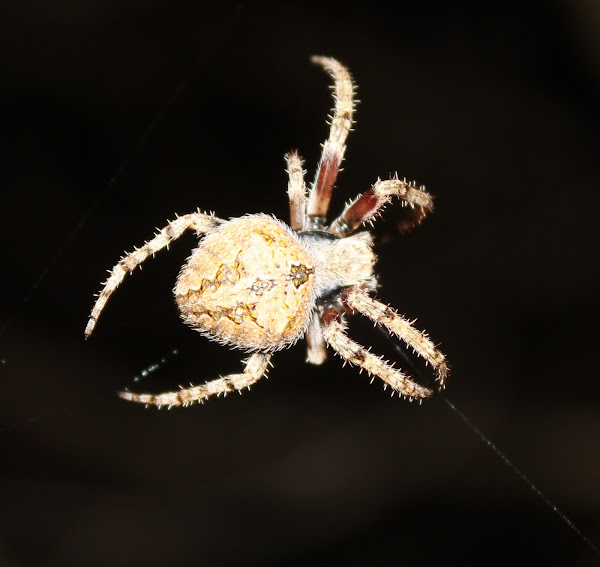 Hairy field spider | Project Noah