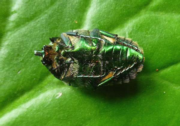 Scarab or Mayate | Project Noah