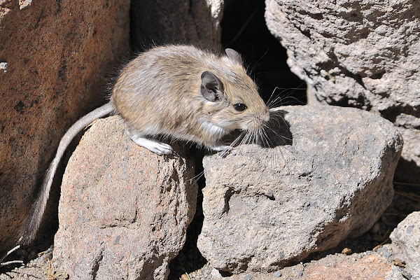Plains Viscacha Rat | Project Noah