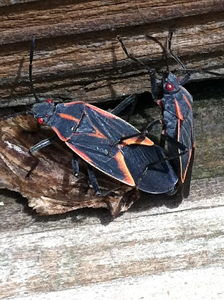 Eastern Box Elder Bug | Project Noah