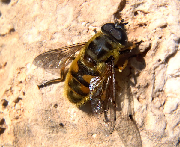 Mosca/abeja, drone fly | Project Noah