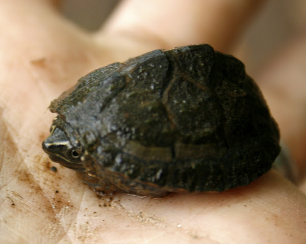 Common Musk Turtle, hatchling | Project Noah