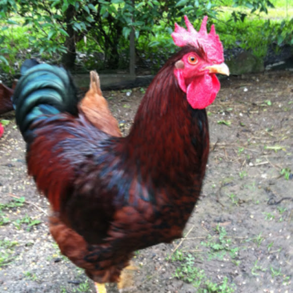 Rhode island red rooster | Project Noah