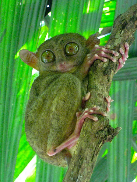Tarsier | Project Noah