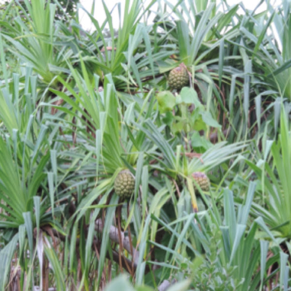 Screw-pine or hala | Project Noah