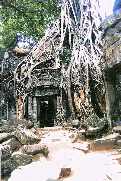 False Hemp Tree | Project Noah