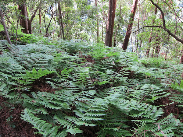 Lacy Ground Fern | Project Noah