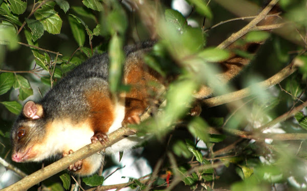 Common Ring-tail possum | Project Noah