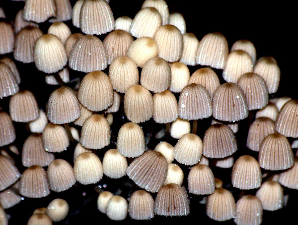 Fairy Ink Cap | Project Noah