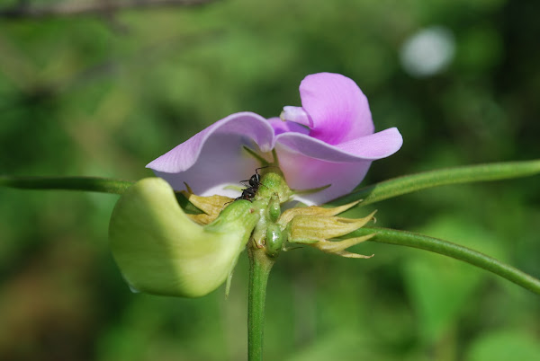 Elephants Trunk or Pea Flower | Project Noah