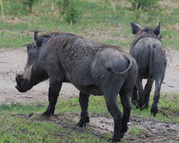 Common Warthog | Project Noah