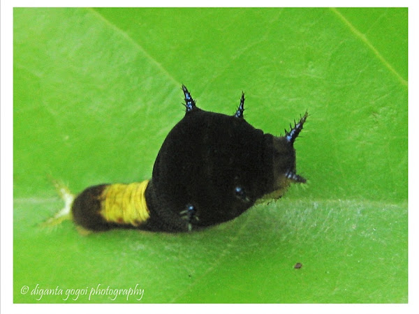 Tailed Jay | Project Noah