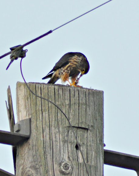 Merlin Falcon | Project Noah