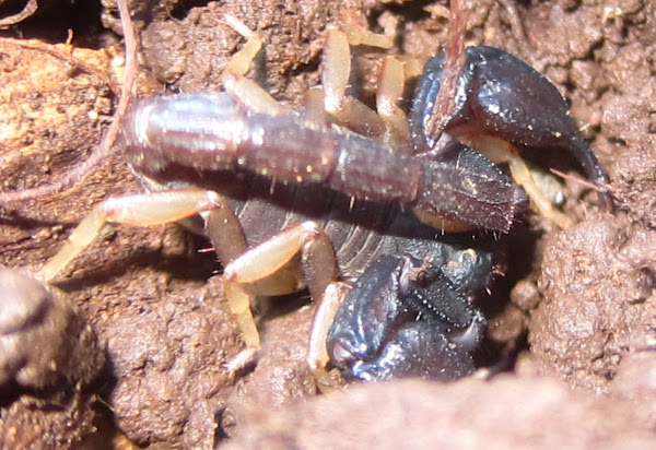 California Forest Scorpion | Project Noah