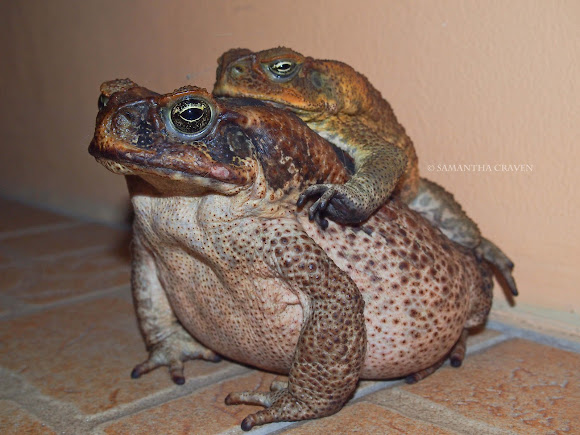 Mating Cane Toads | Project Noah