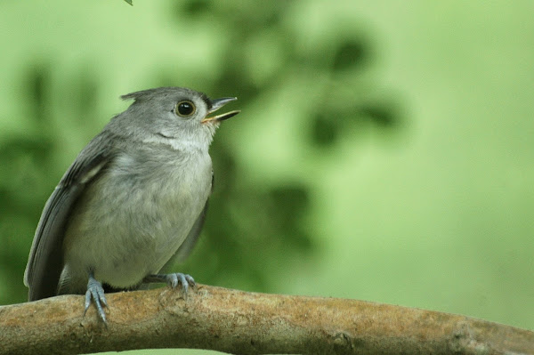 Tufted Titmouse (juvenile) | Project Noah