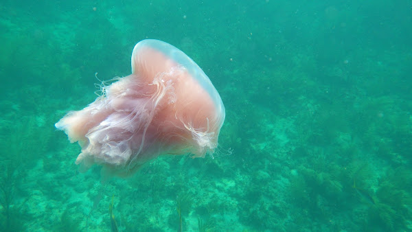 Pink Meanie Jellyfish | Project Noah