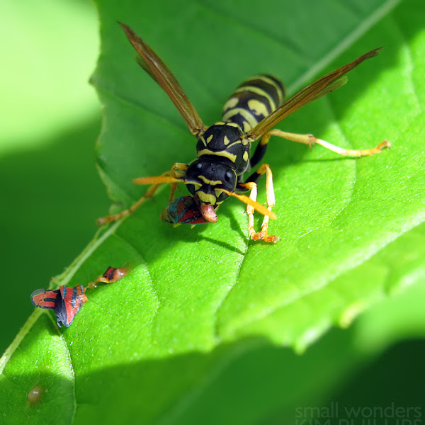 European Paper Wasp - with prey | Project Noah