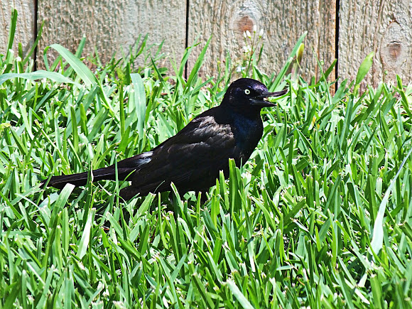 Common Grackle | Project Noah