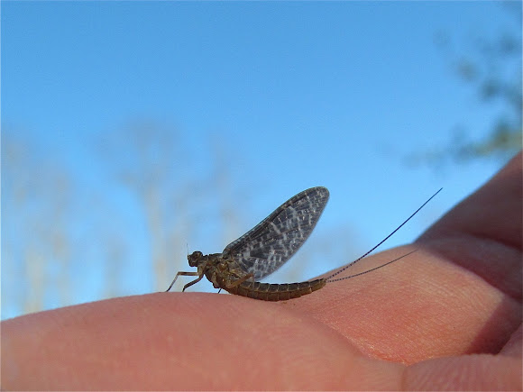 Small Minnow Mayfly | Project Noah